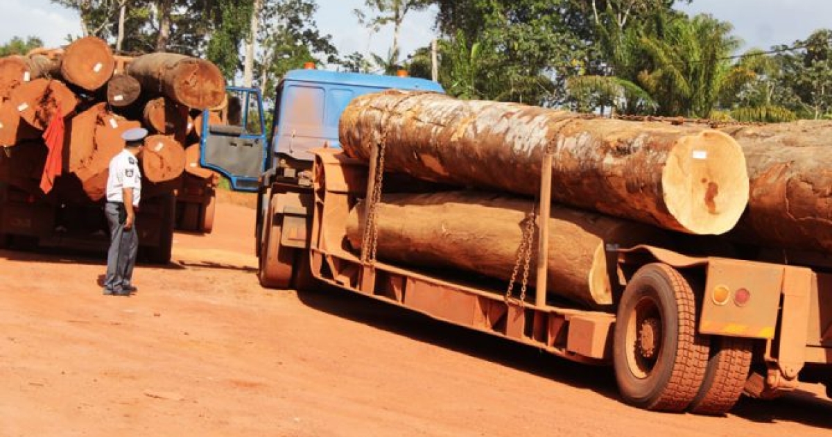EXPORT VAN ILLEGAAL HOUT ONTDEKT | Suriname Nieuws Centrale